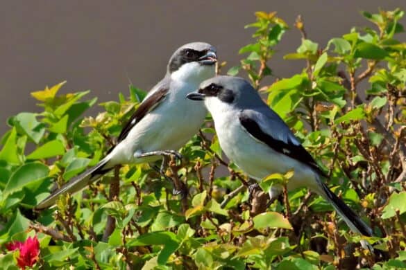 40 Small Black and White Birds - Bird Helpful