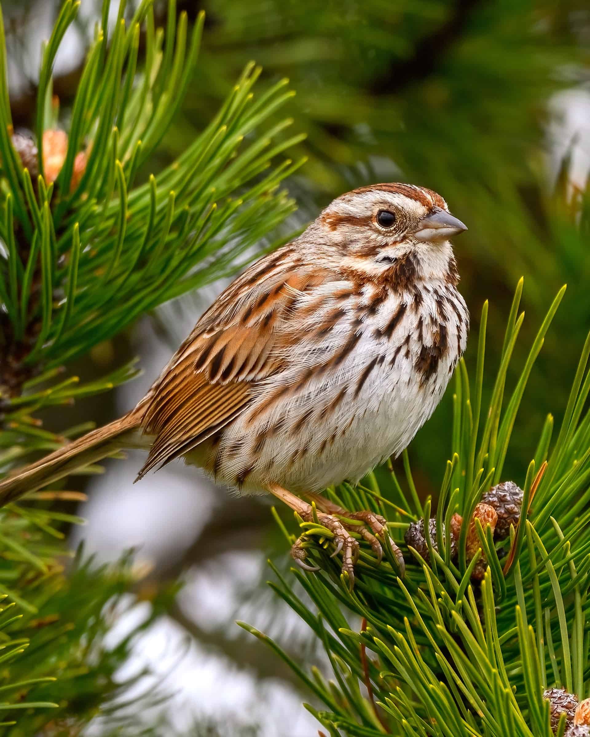 50 Small Brown Birds to Brighten Your Day