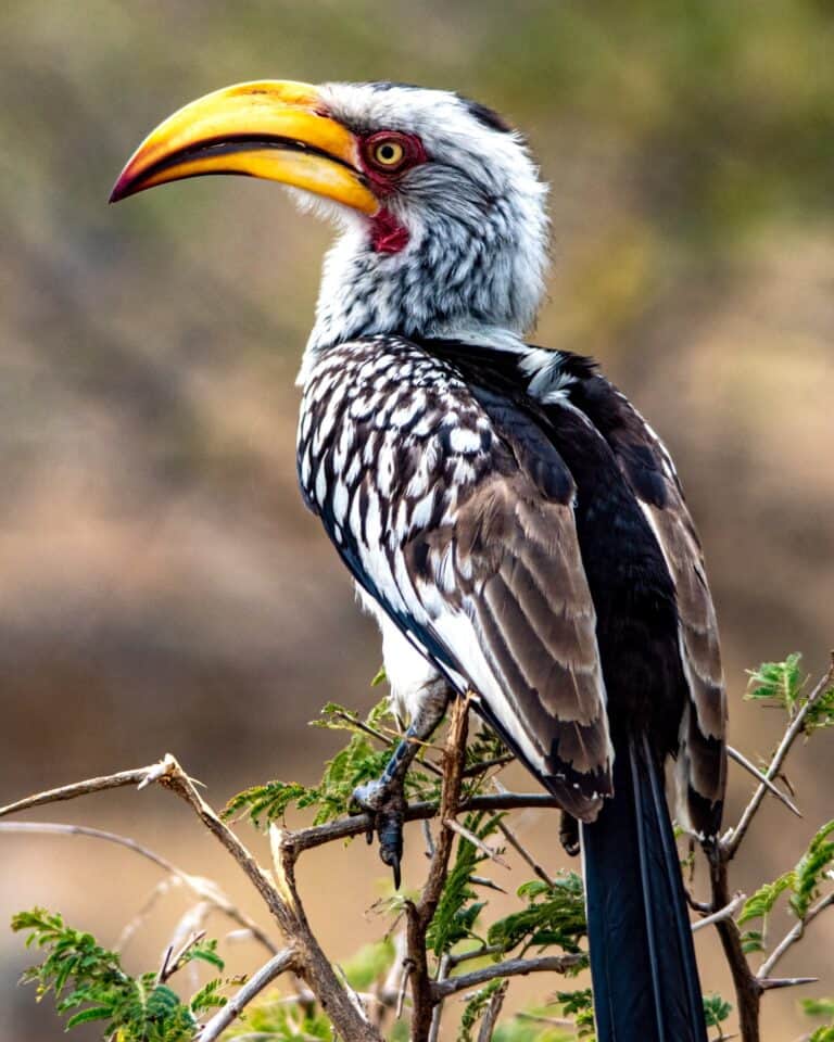 28 Black Birds With Yellow Beaks - Bird Helpful