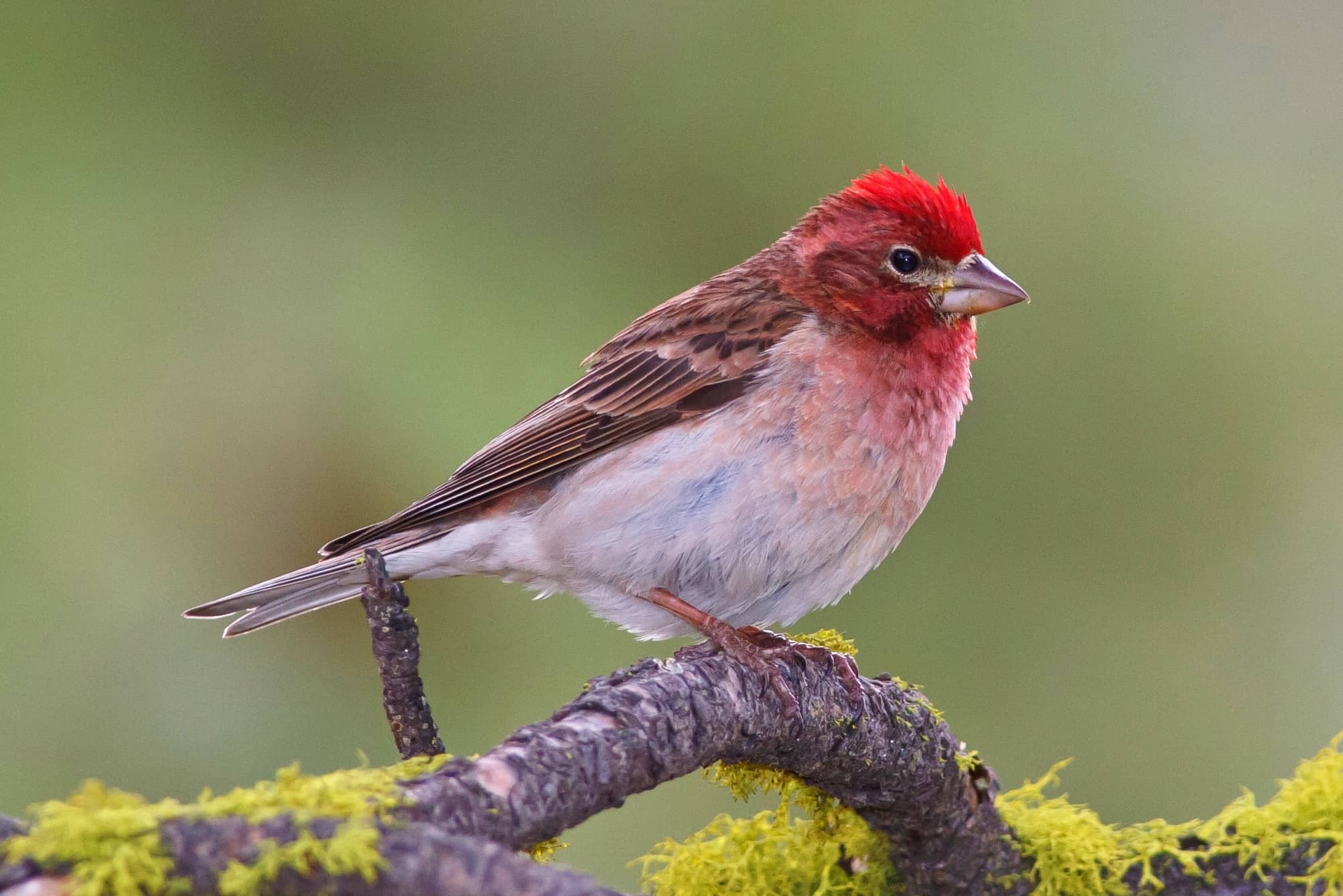 32 Species of Birds With Red Heads
