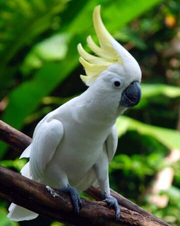 How Much Does a Cockatoo Cost? (2025 Updated)