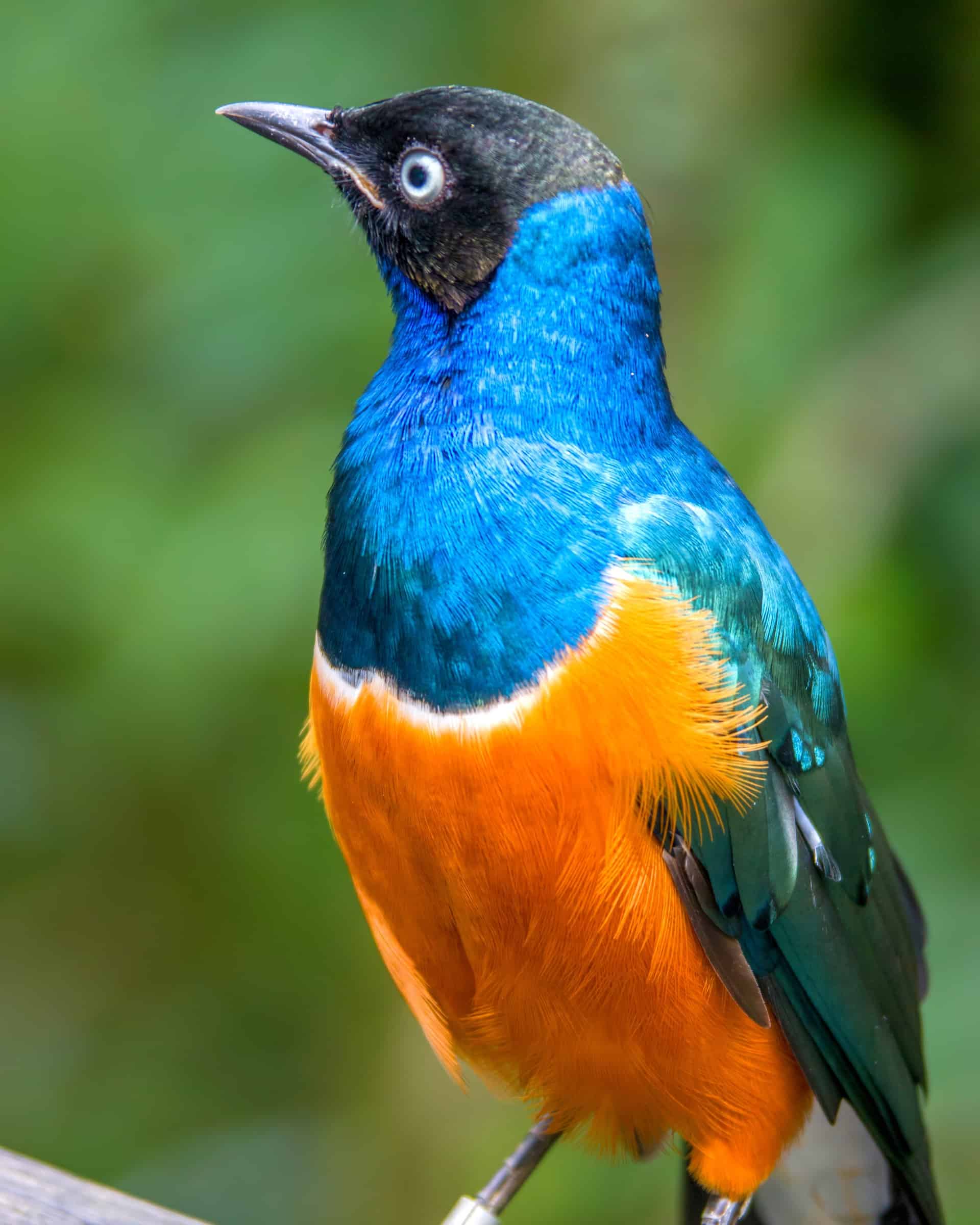 28 Amazing Blue Birds With Orange Chests