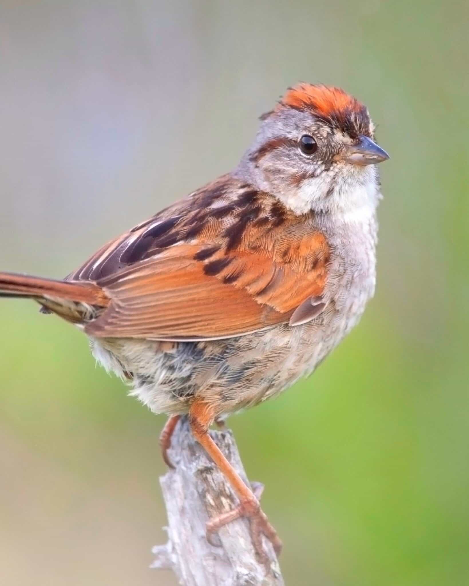 50 Small Brown Birds to Brighten Your Day