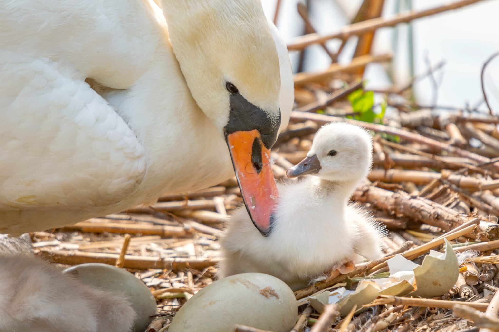 What Is a Baby Swan Called? - Facts and Pictures!