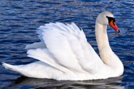 Swan vs. Goose: What's the Difference?