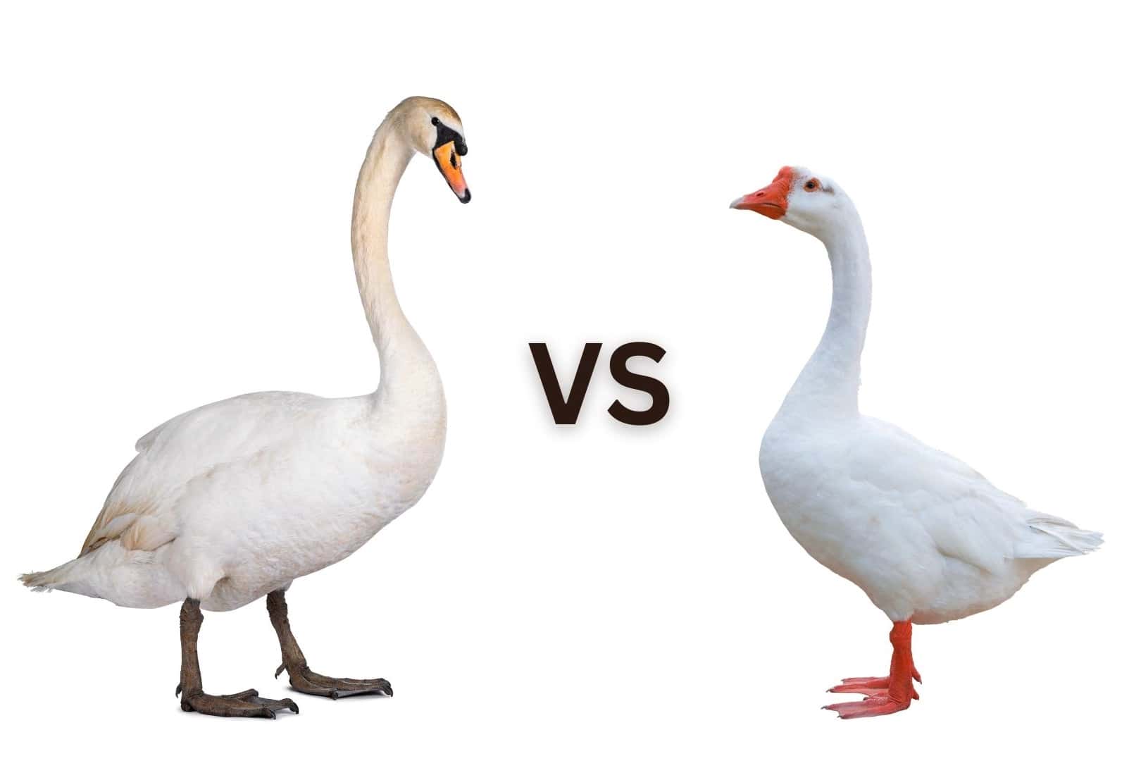 Swan vs. Goose: What's the Difference?