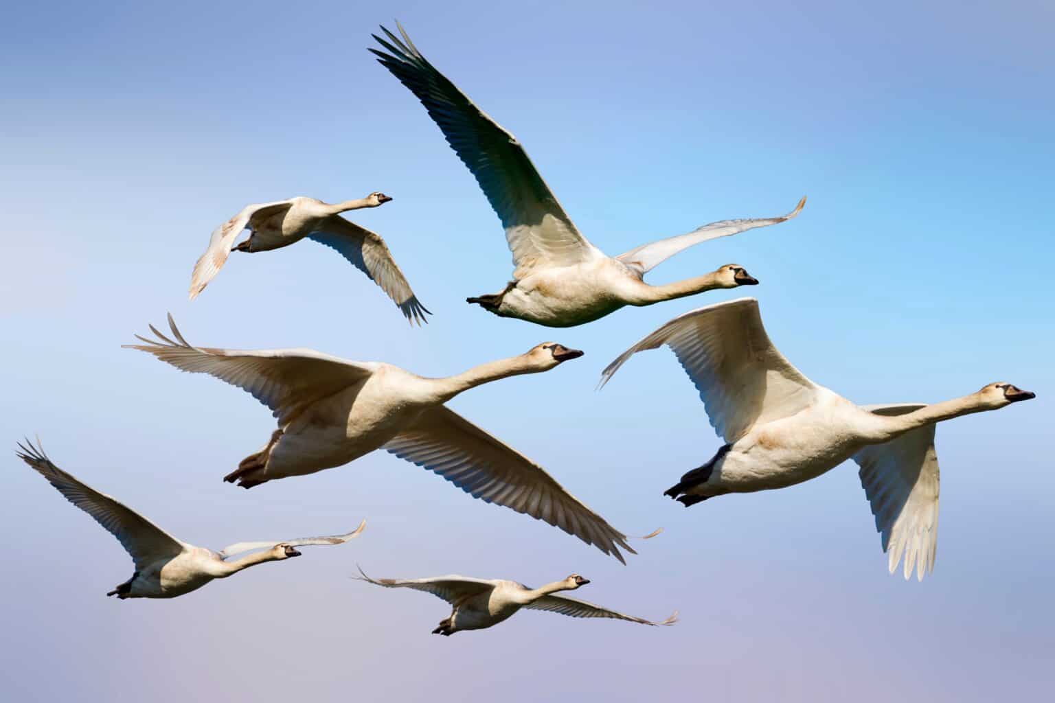 Swan vs. Goose: What's the Difference?