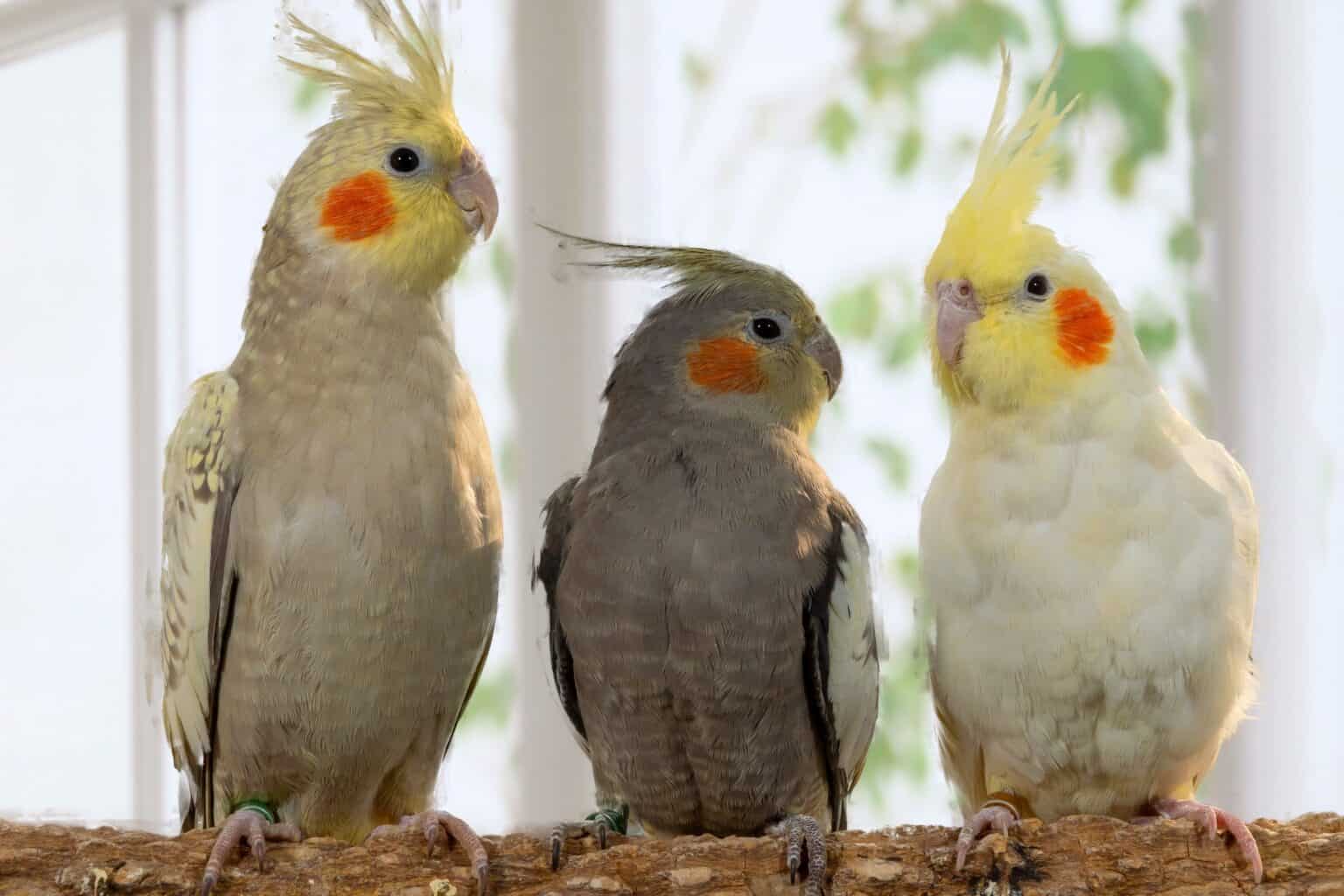 How Much Does a Cockatiel Cost? (2025 Updated)