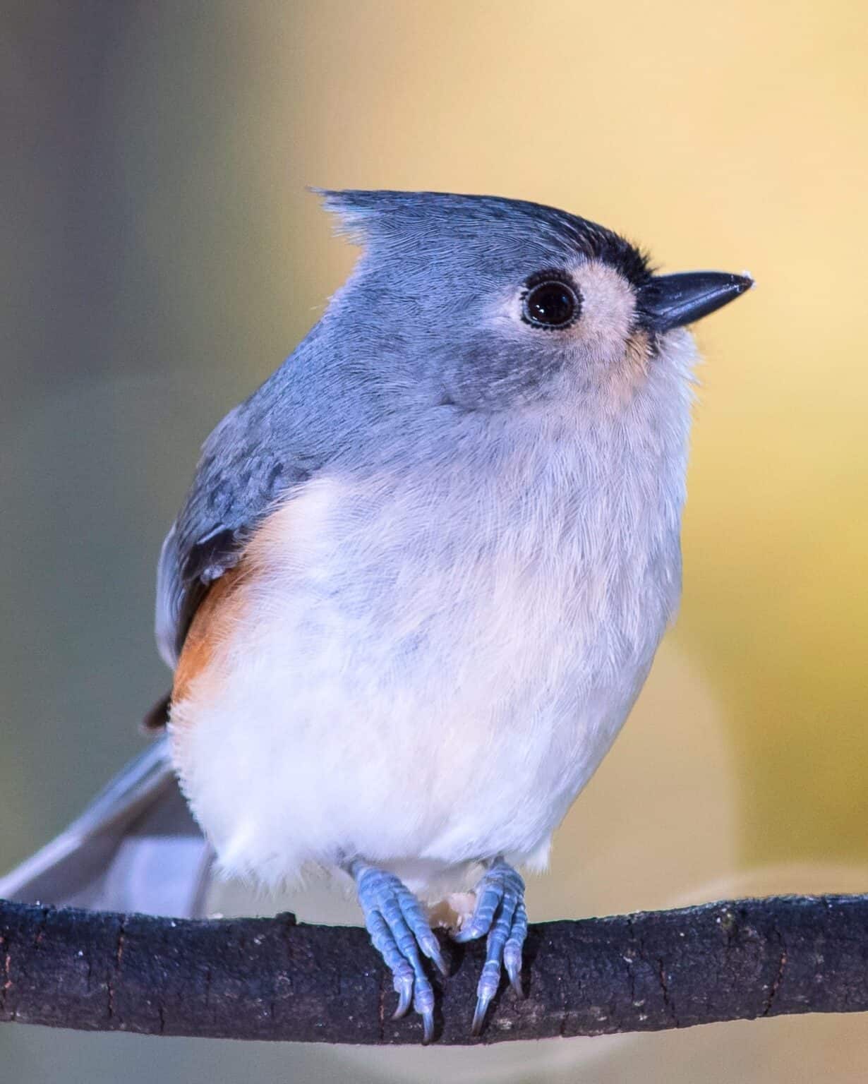 The Rare Blue Cardinal: Myth or Reality? - Bird Helpful