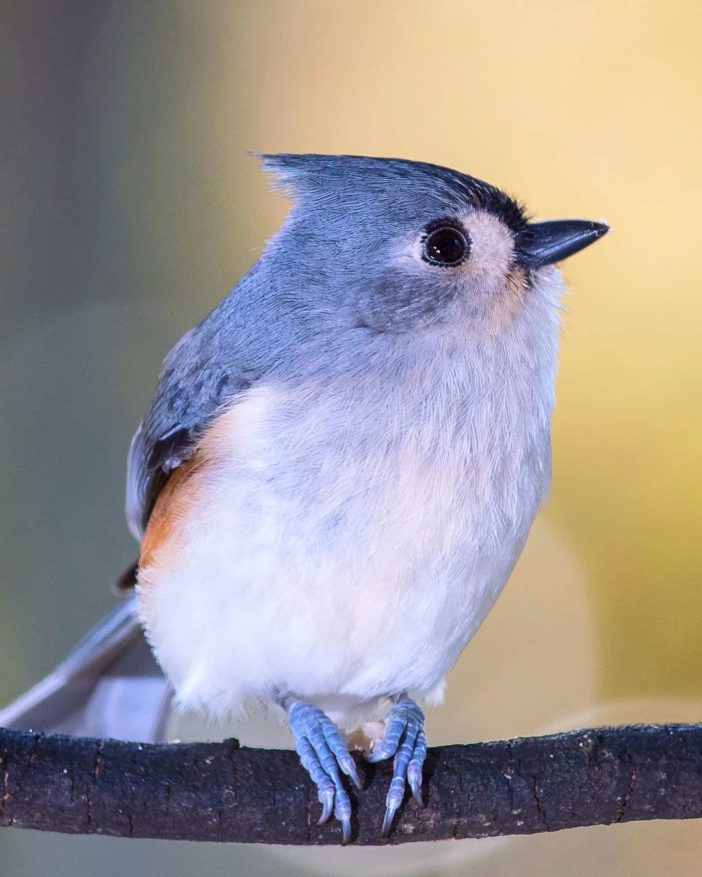 The Rare Blue Cardinal: Myth or Reality? - Bird Helpful