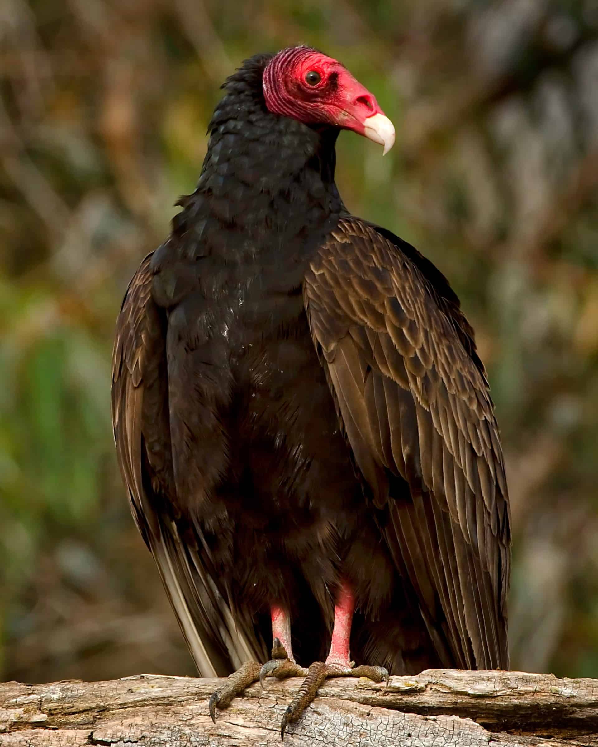 34 Black Birds With Red Heads - Bird Helpful