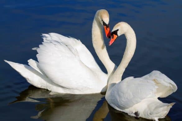 Swan vs. Goose: What's the Difference?