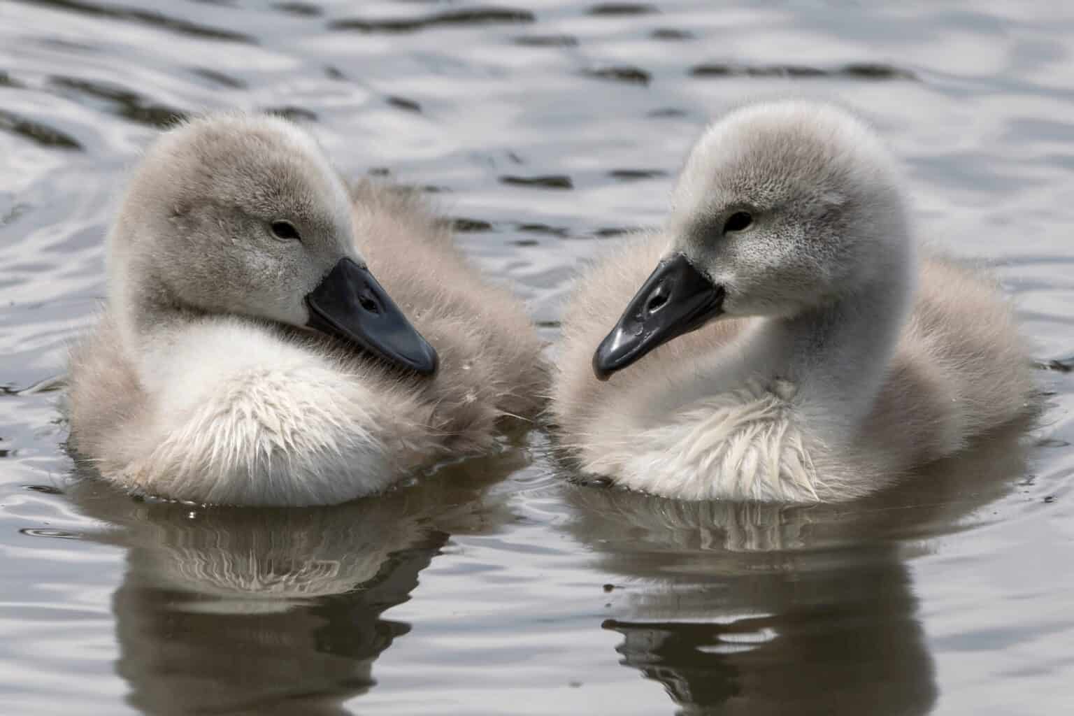 What Is a Baby Swan Called? - Facts and Pictures!