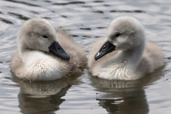 What Is a Baby Swan Called? - Facts and Pictures!
