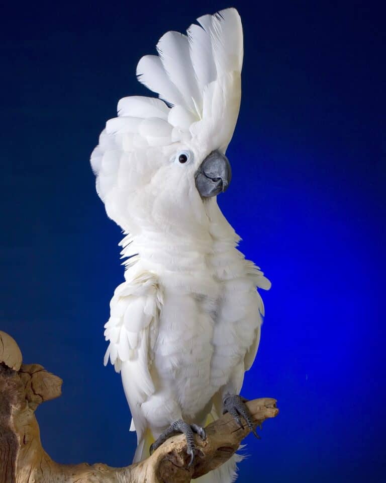 How Much Does a Cockatoo Cost? (2026 Updated)