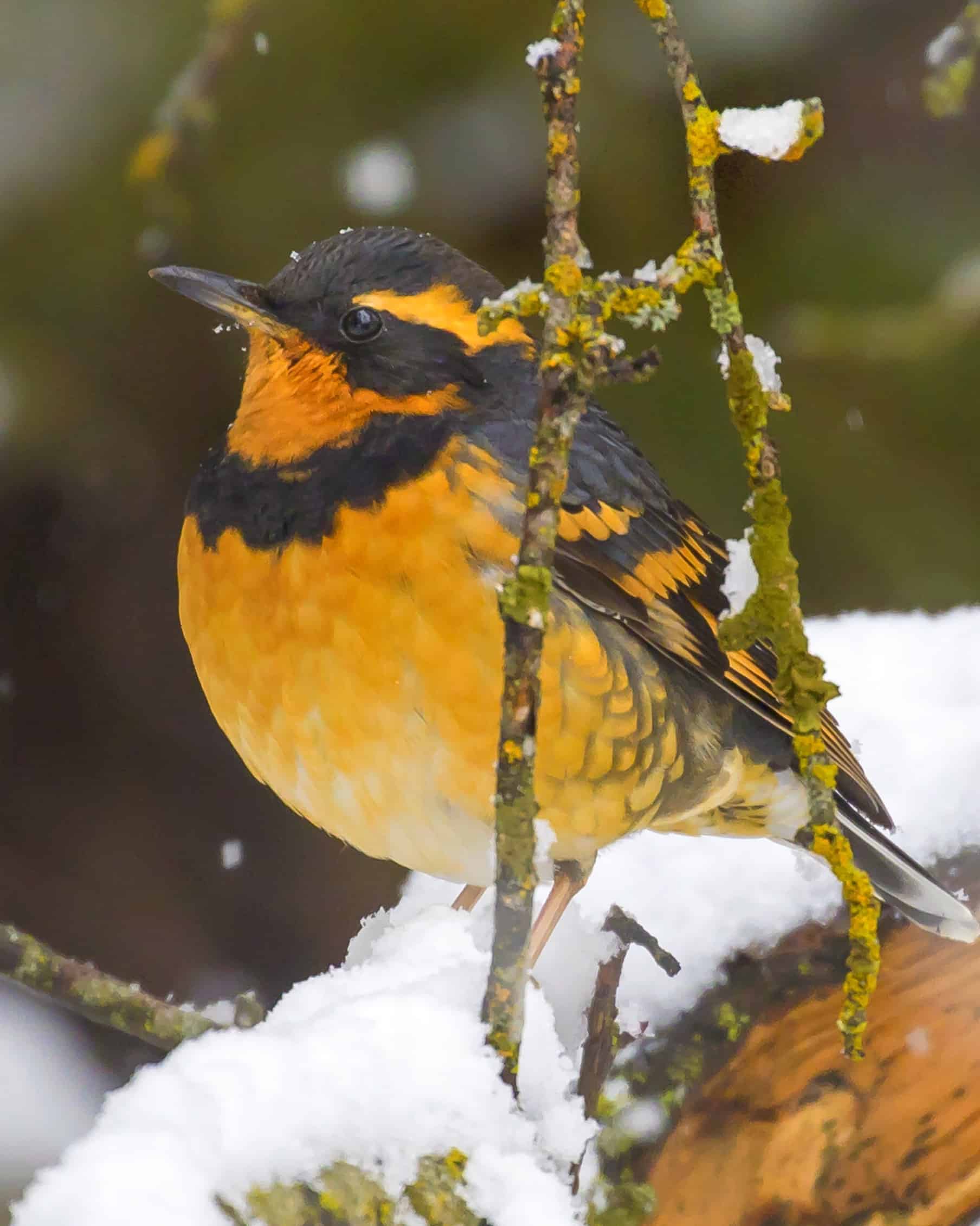 49 Birds With Orange Chests - Bird Helpful