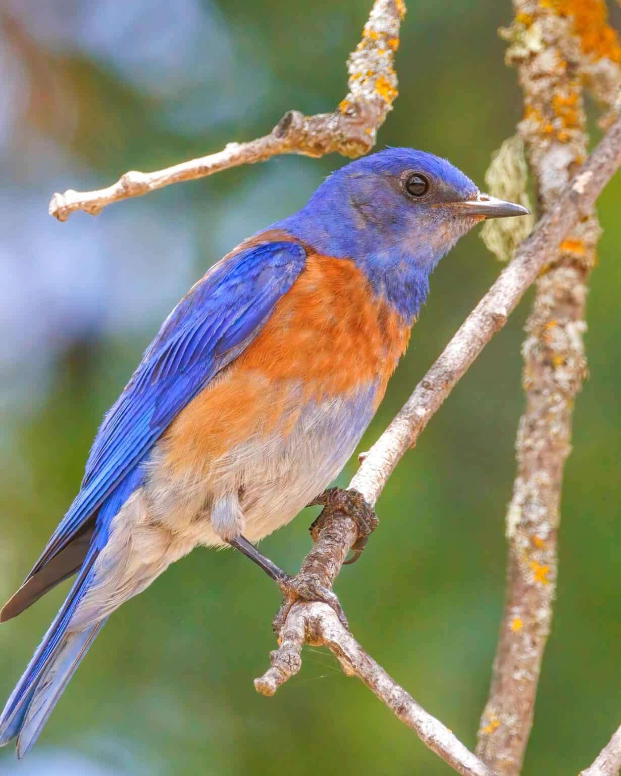 41 Types of Blue Birds (With Pictures & ID Guide)