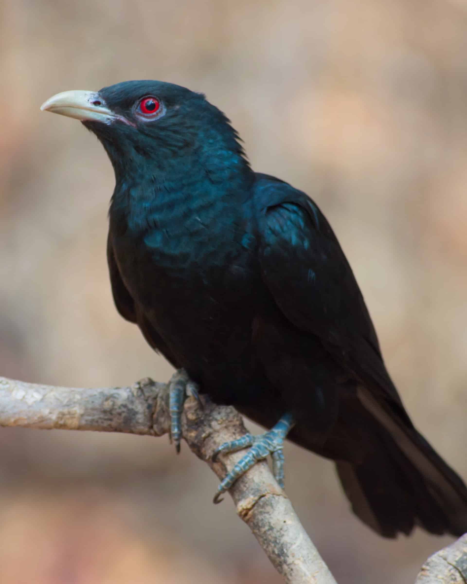 28 Black Birds With Yellow Beaks - Bird Helpful