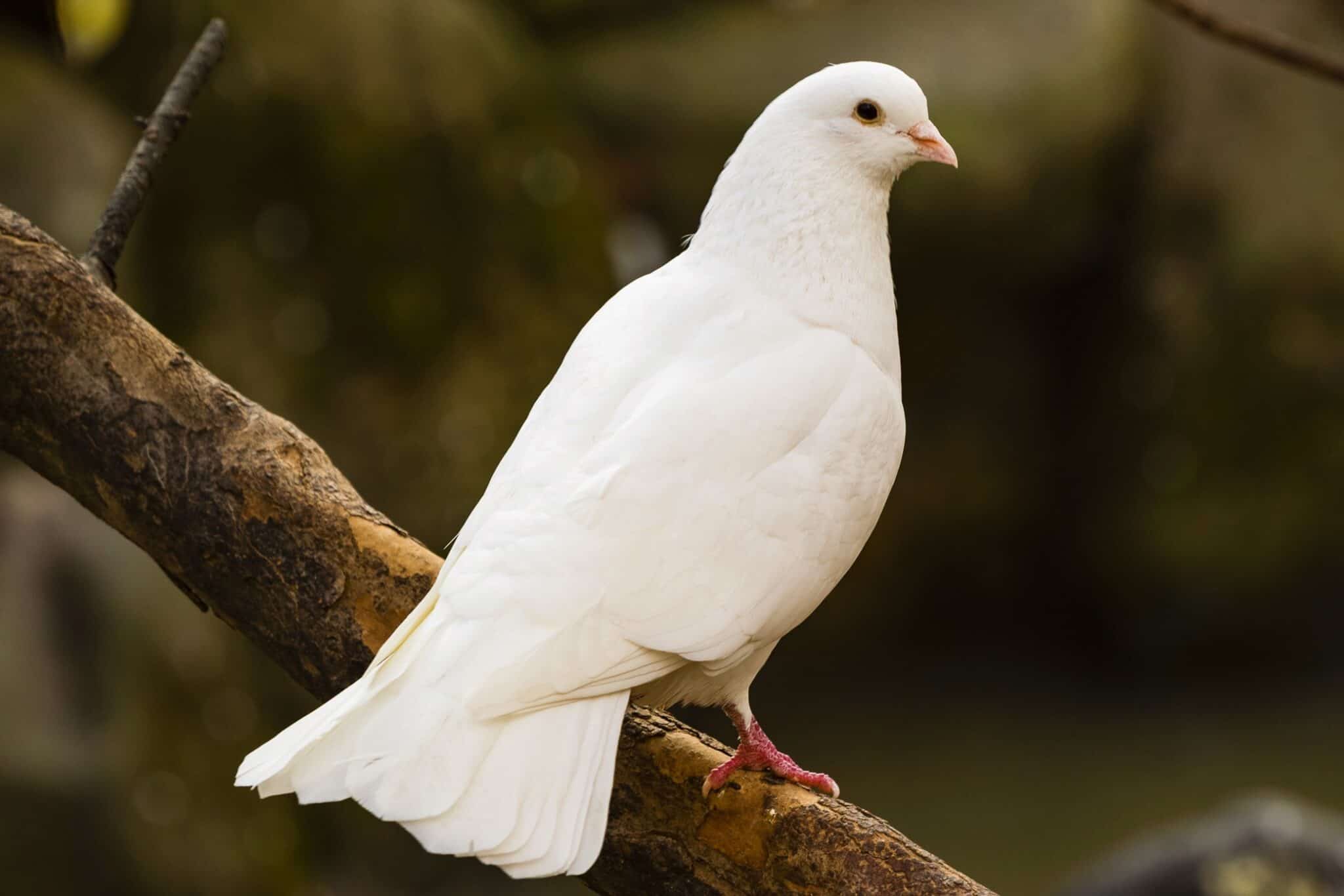 Dove vs. Pigeon: 10 Key Differences You Need to Know