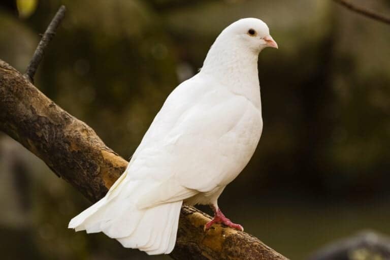Dove vs. Pigeon: 10 Key Differences You Need to Know