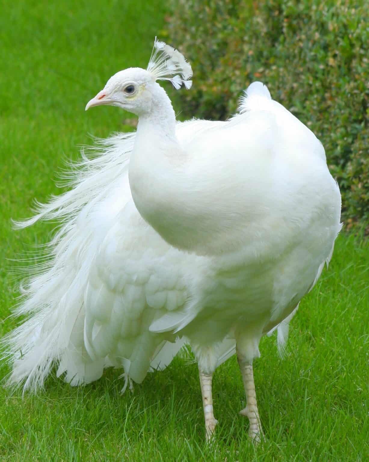 Peacock Colors, Patterns & Varieties (With Pictures)