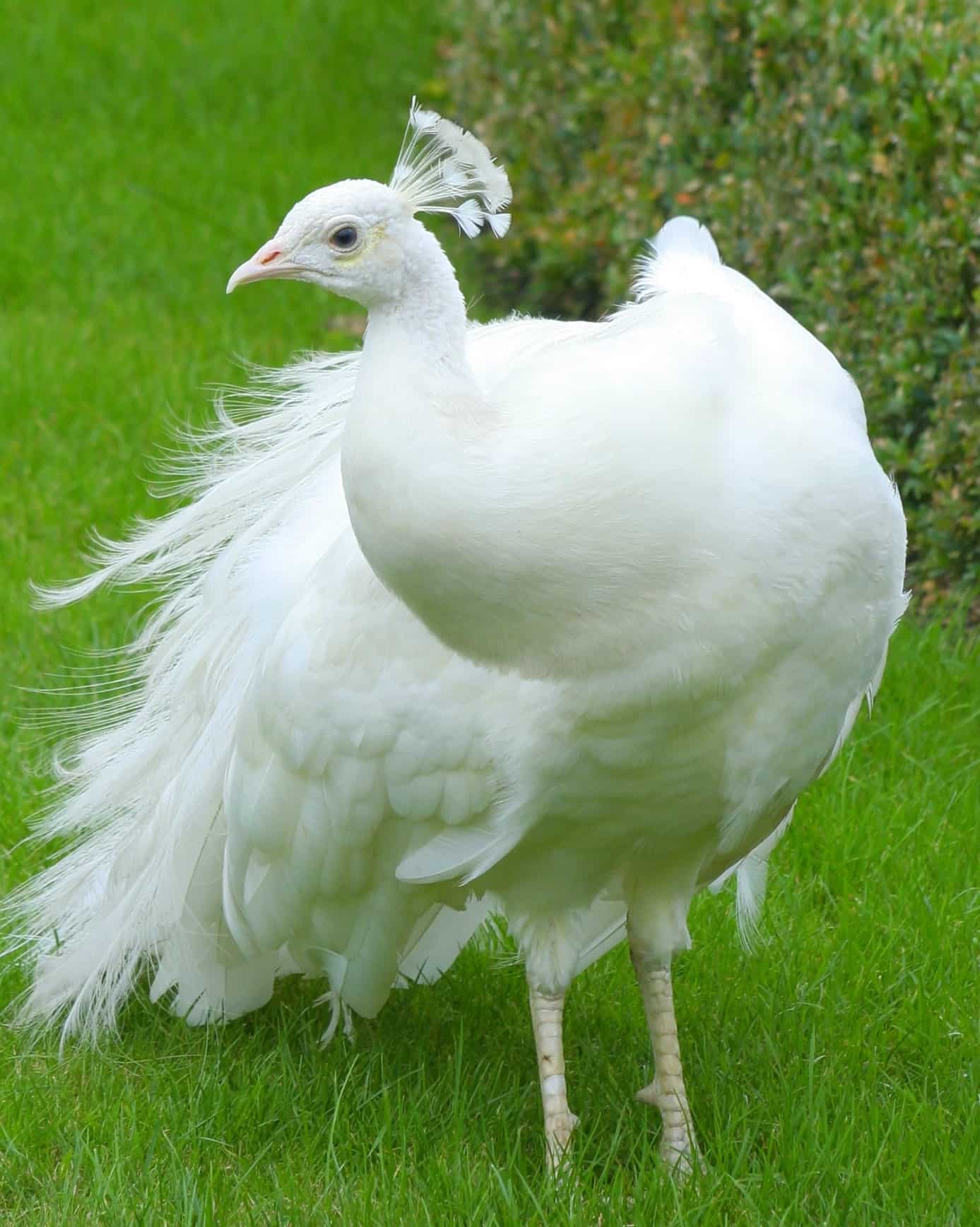 Peacock Colors, Patterns & Varieties (With Pictures)