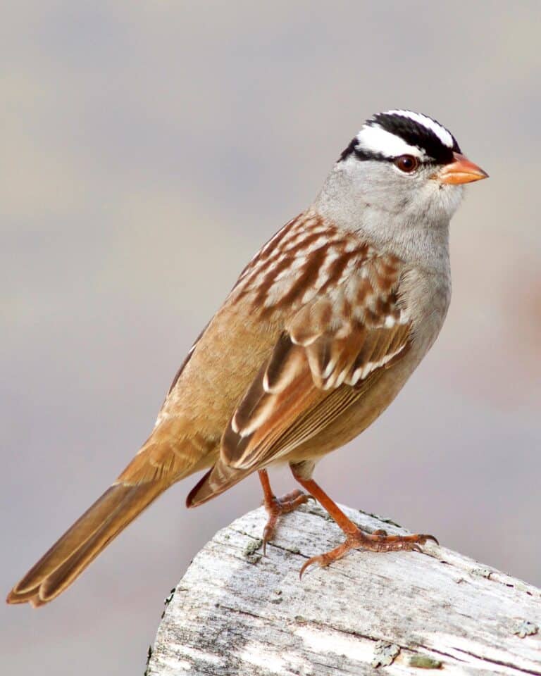 50 Small Brown Birds to Brighten Your Day