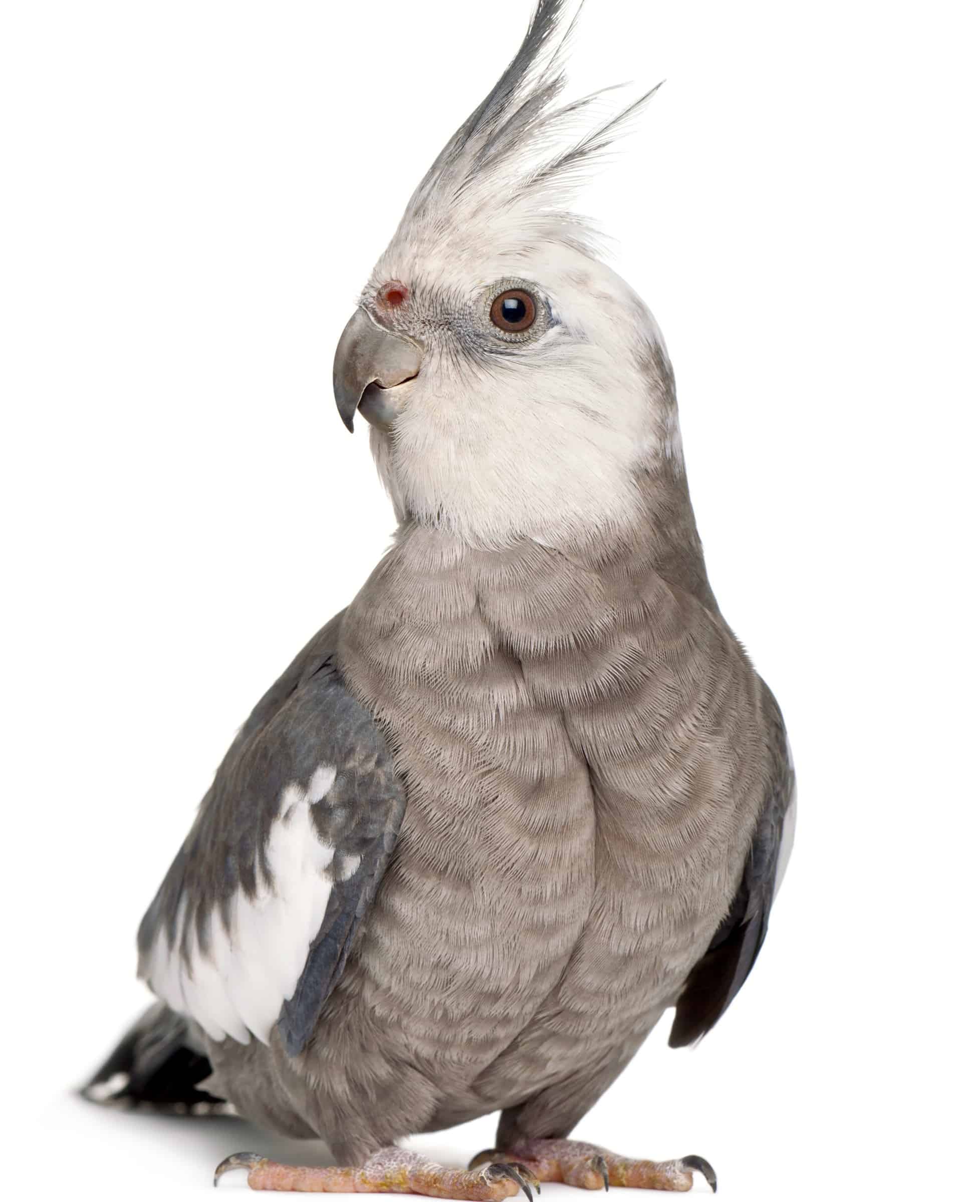 How Much Does a Cockatiel Cost? (2025 Updated)