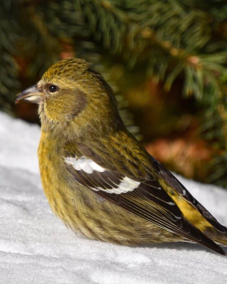 35 Birds With White Stripes on Wings