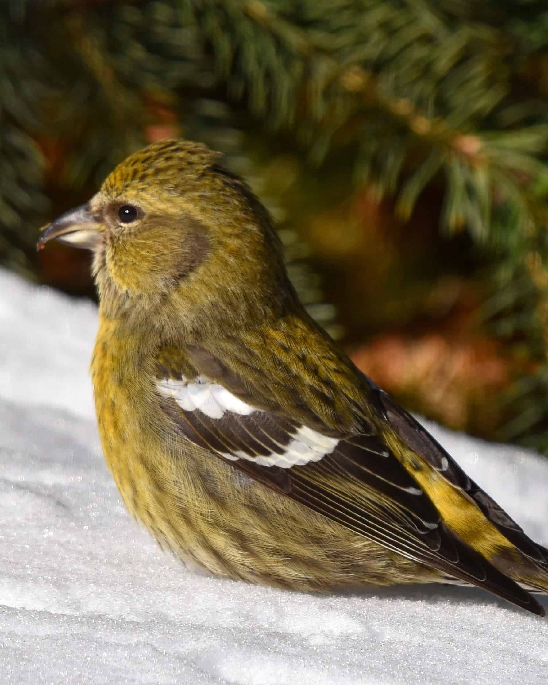 35 Birds With White Stripes on Wings