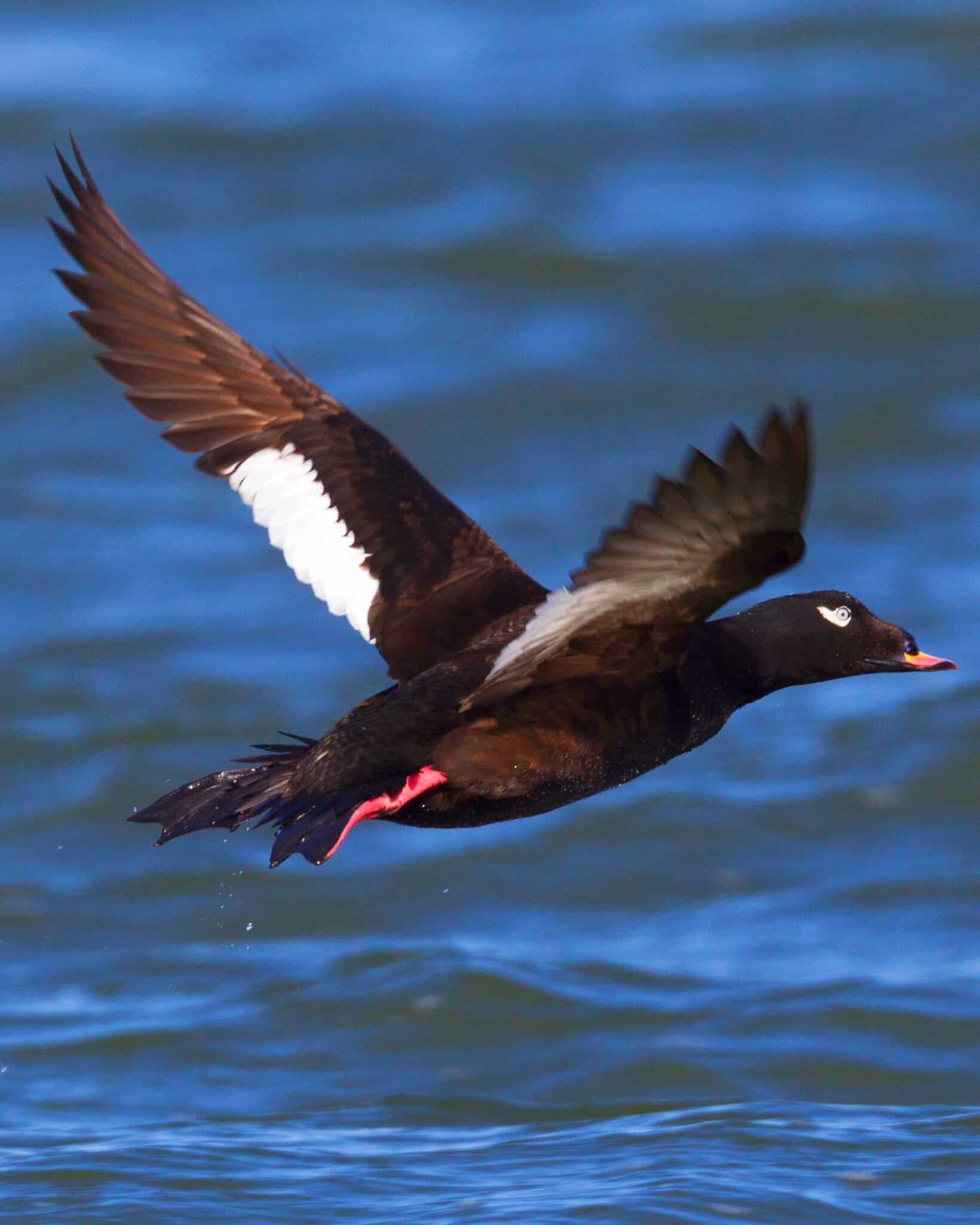 33 Black Birds With White Stripes on Wings