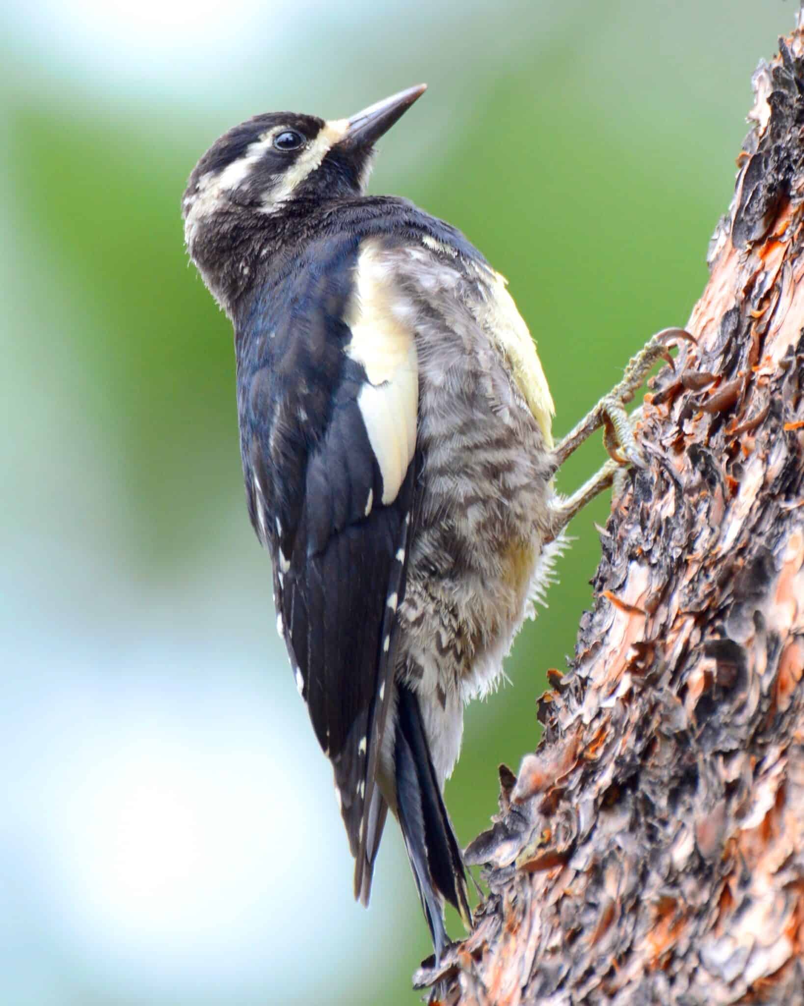 35 Birds With White Stripes on Wings