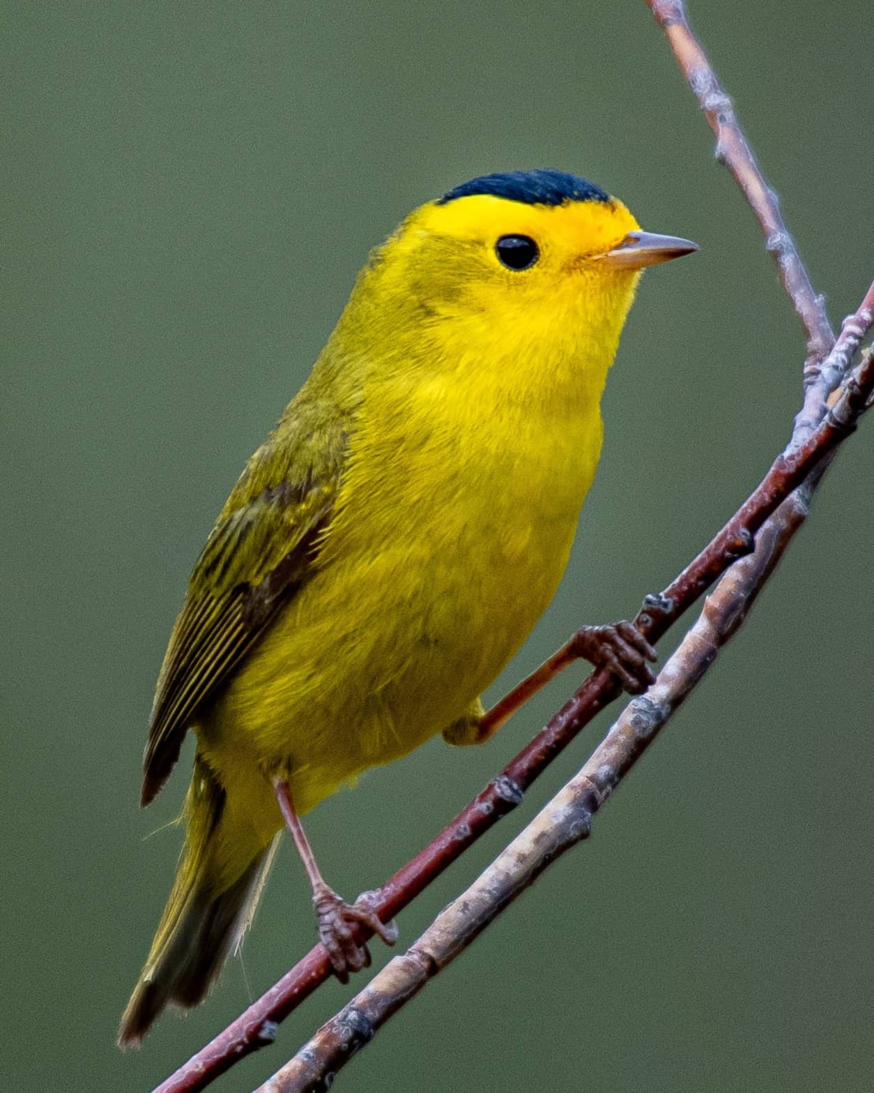 52 Yellow and Black Birds (With Pictures & ID Guide)