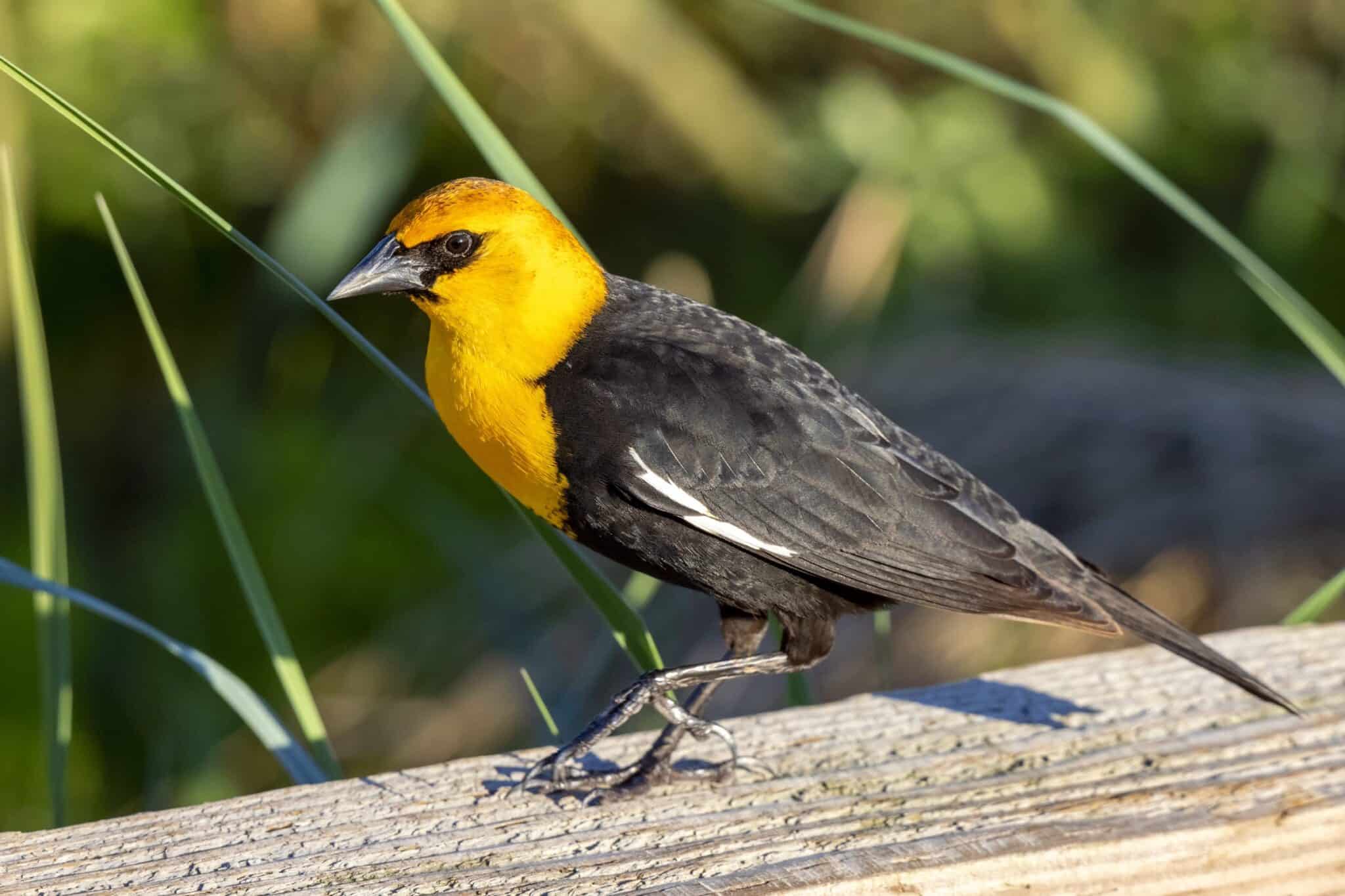 52 Yellow and Black Birds (With Pictures & ID Guide)
