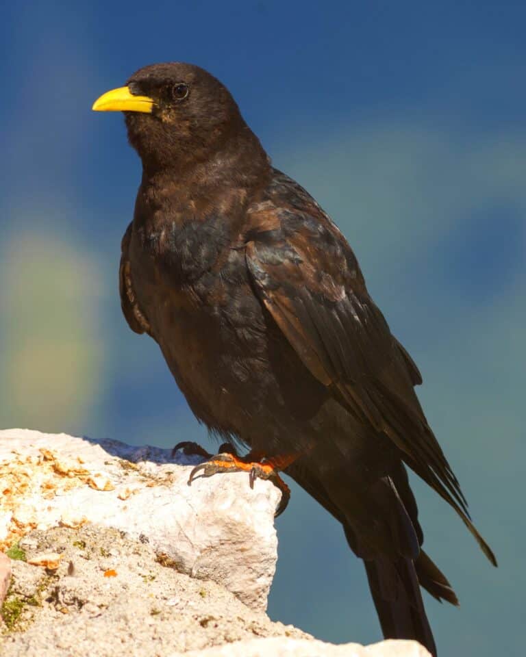 28 Black Birds With Yellow Beaks - Bird Helpful