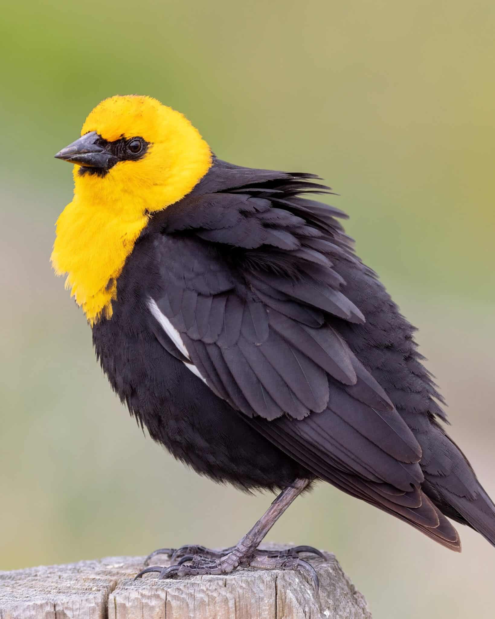 52 Yellow and Black Birds (With Pictures & ID Guide)