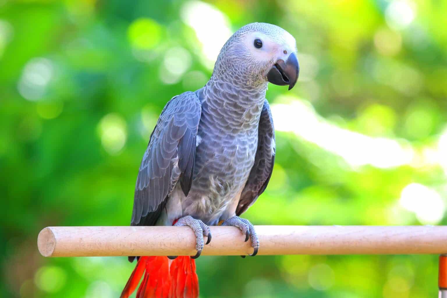 How Much Does an African Grey Parrot Cost? (2025 Updated)
