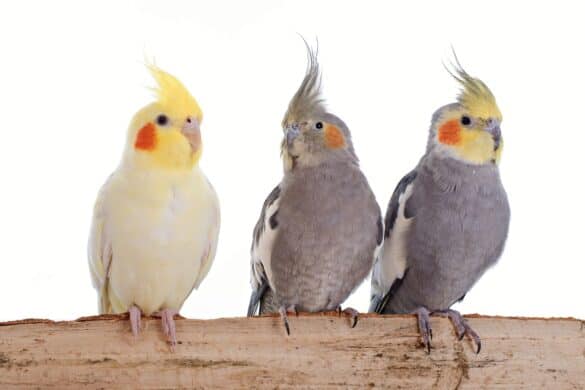 How Much Does a Parakeet Cost? (2025 Updated)