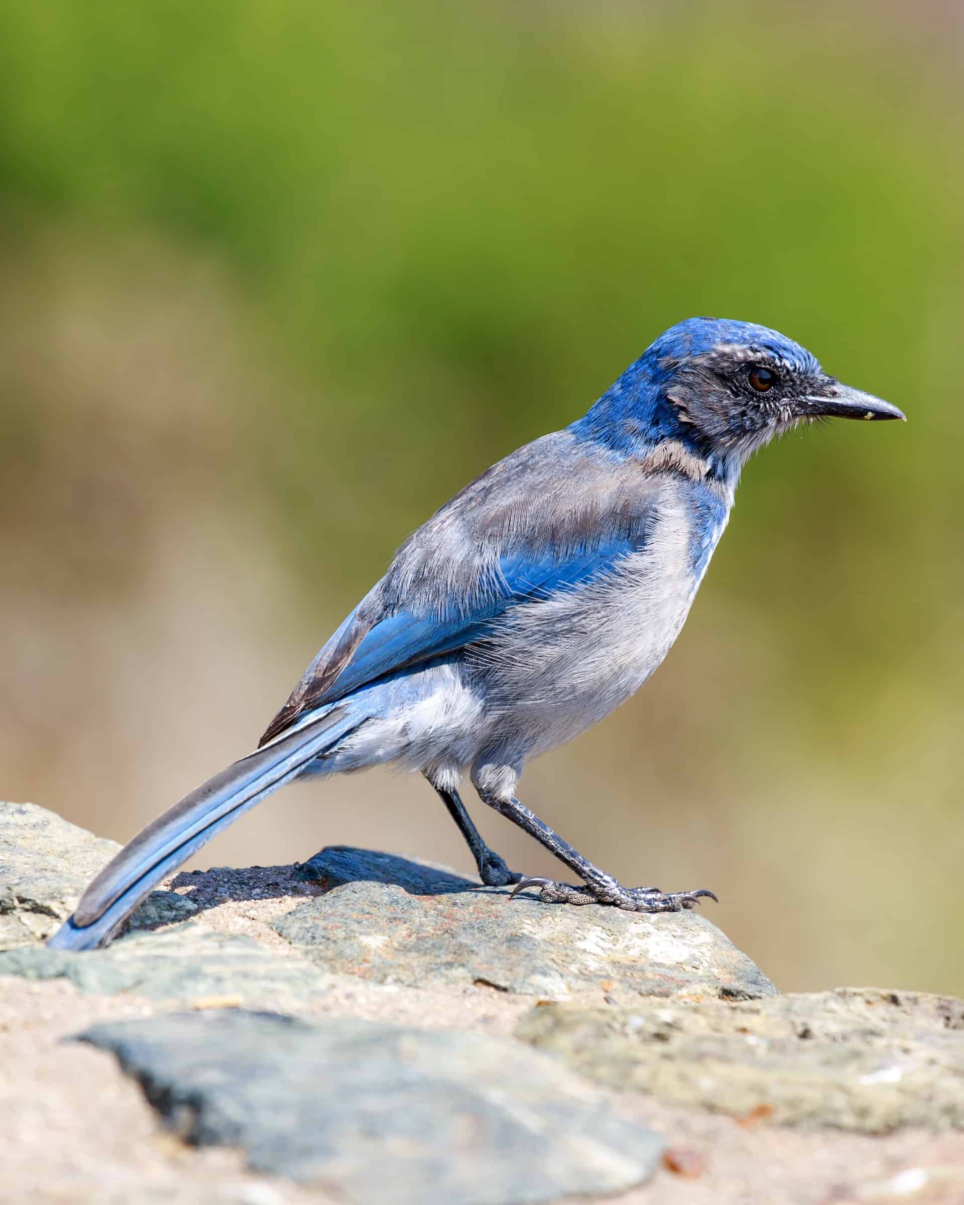 Blue Woodpeckers: Do They Really Exist? - Bird Helpful