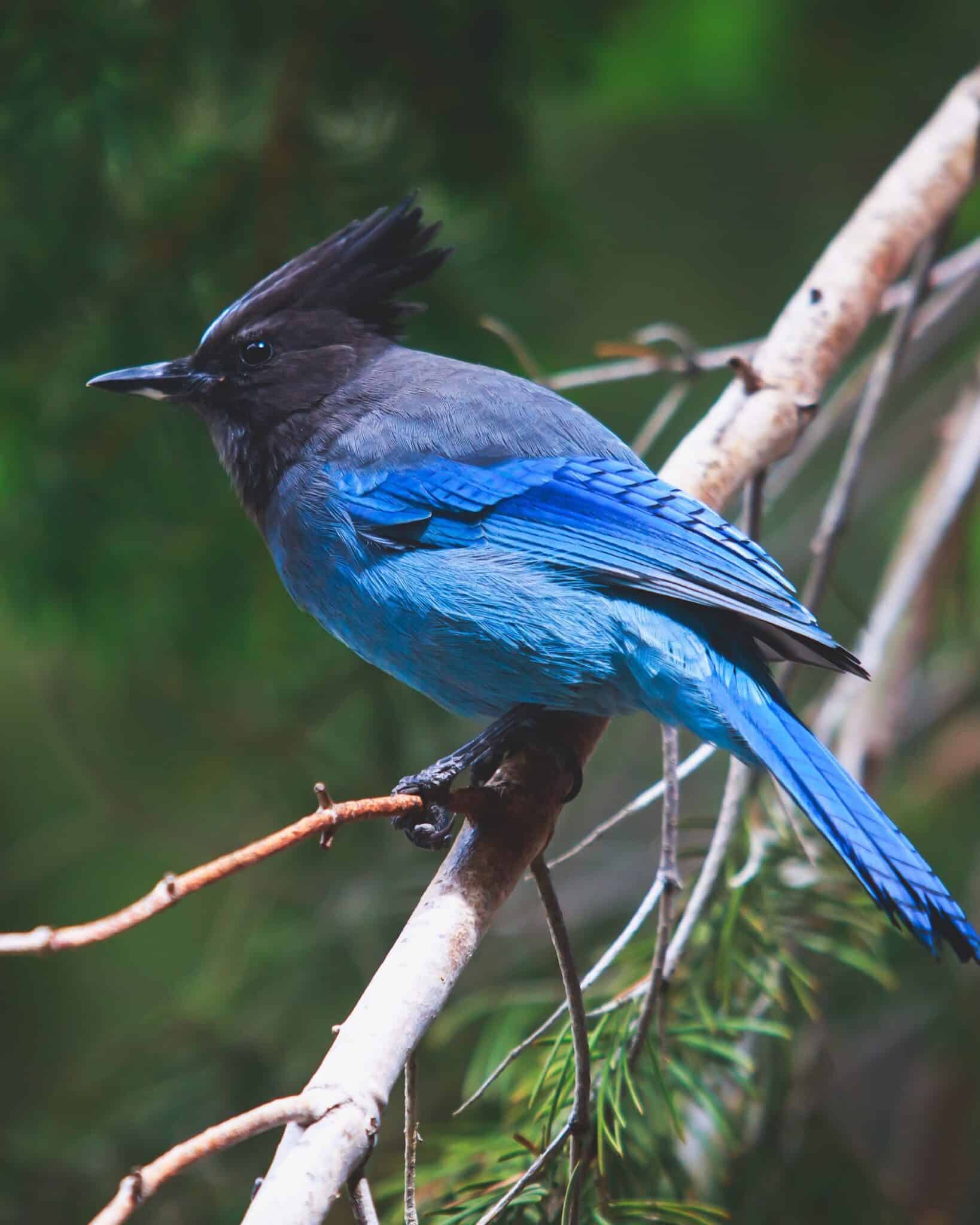 Blue Woodpeckers: Do They Really Exist? - Bird Helpful