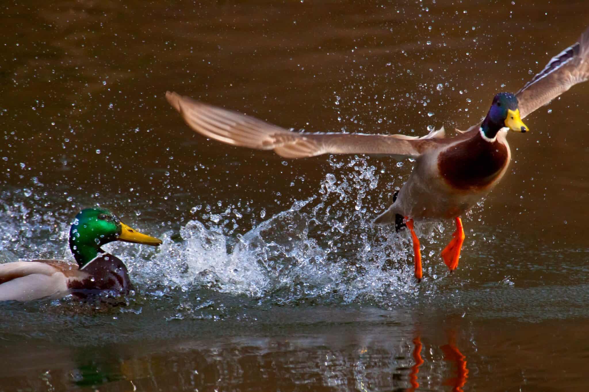 Can Ducks Fly? (Distance, Height, Speed & FAQs) - Bird Helpful