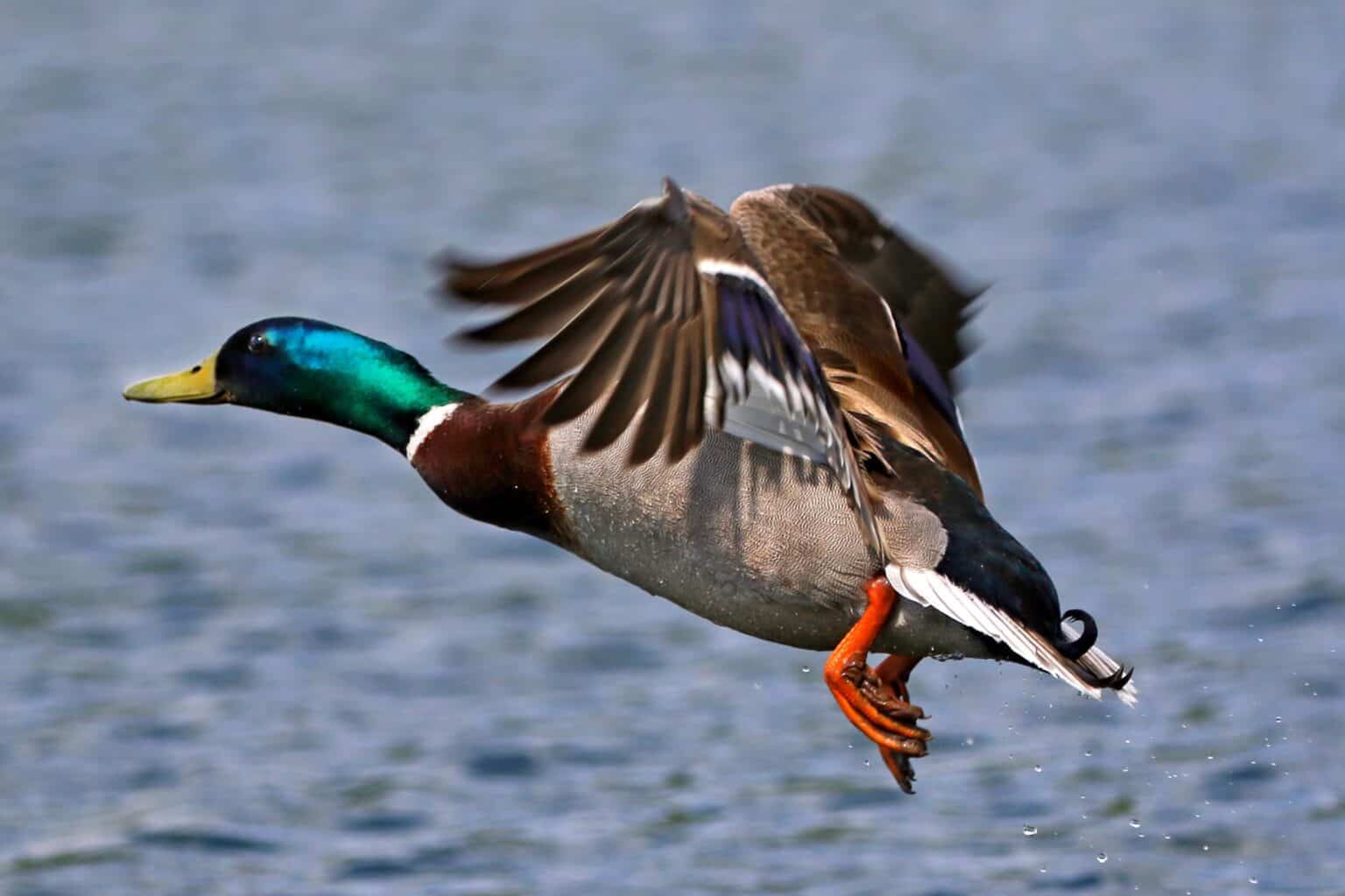 Can Ducks Fly? (Distance, Height, Speed & FAQs) - Bird Helpful