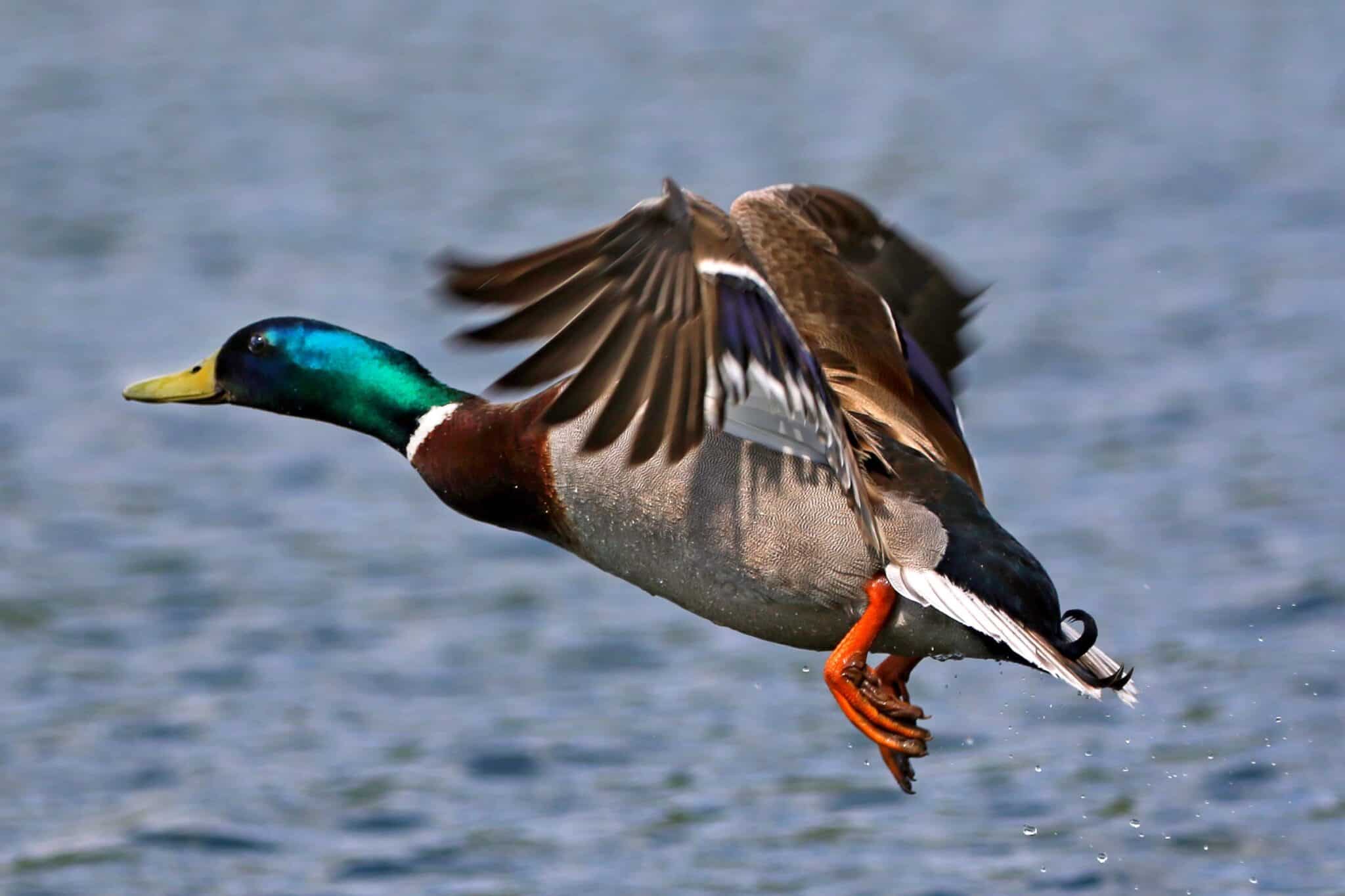 Can Ducks Fly? (Distance, Height, Speed & FAQs) - Bird Helpful