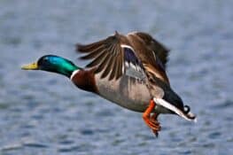 Can Ducks Fly? (Distance, Height, Speed & FAQs) - Bird Helpful
