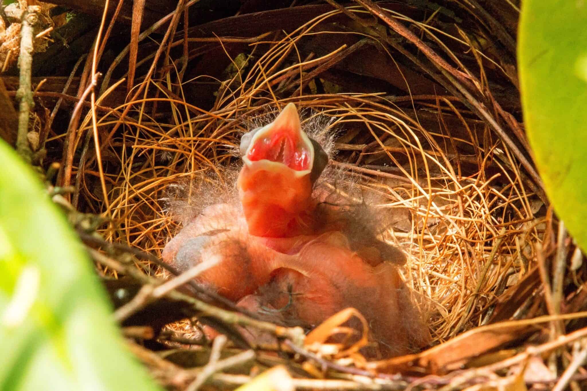Baby Cardinals: Everything You Need to Know
