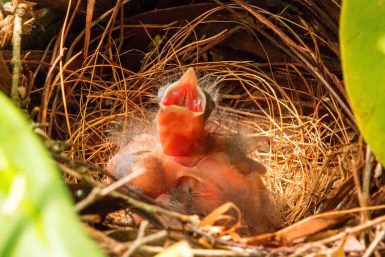Baby Cardinals: Everything You Need to Know