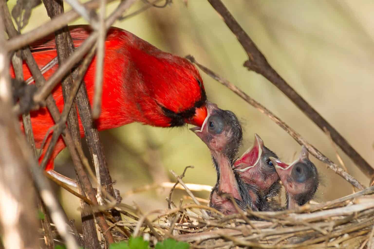 Baby Cardinals: Everything You Need to Know