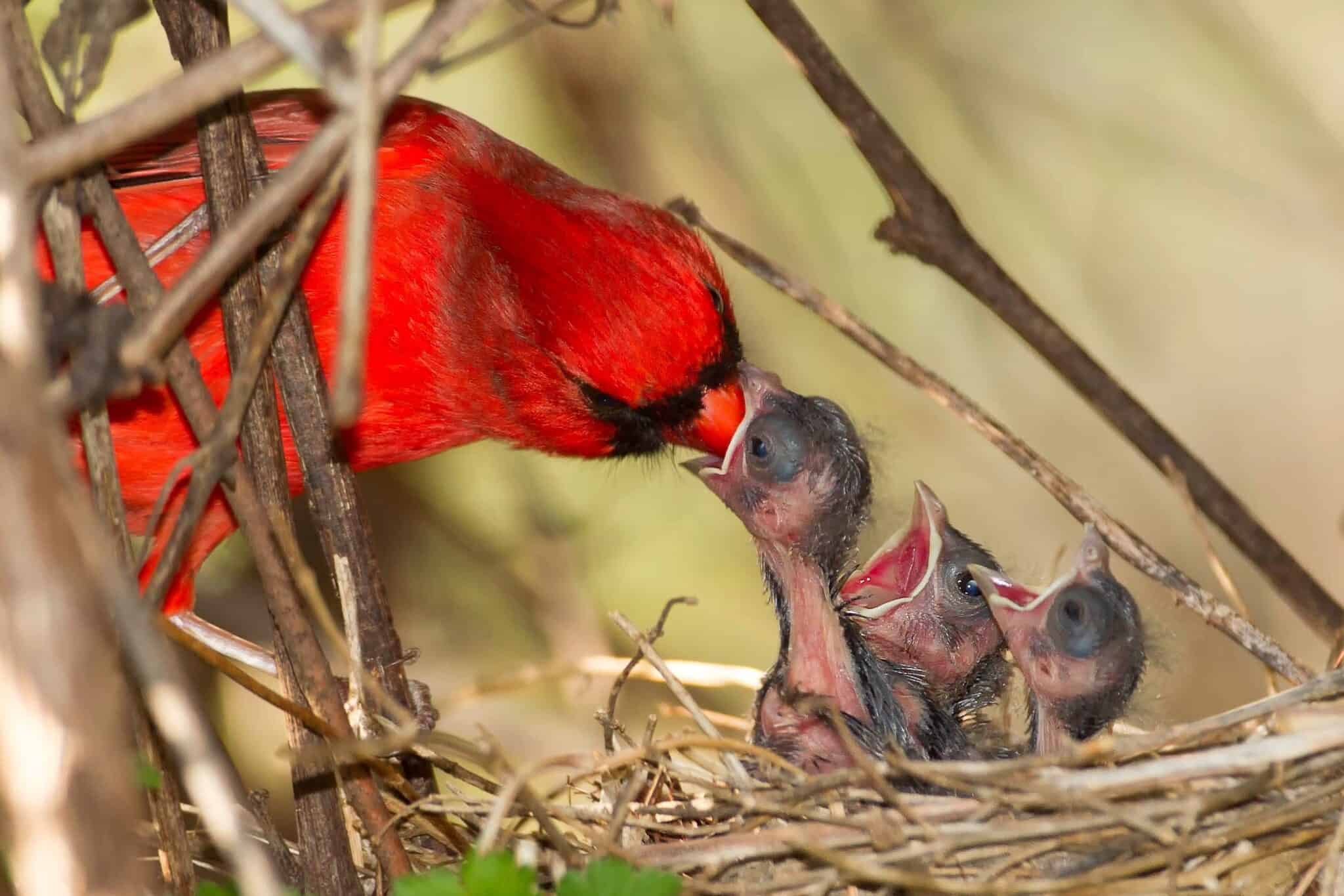 Baby Cardinals: Everything You Need to Know