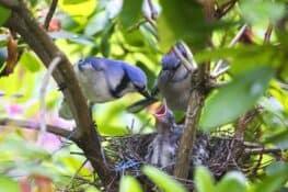 Baby Blue Jays: All You Need to Know