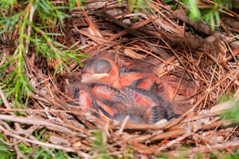 Baby Cardinals: Everything You Need to Know